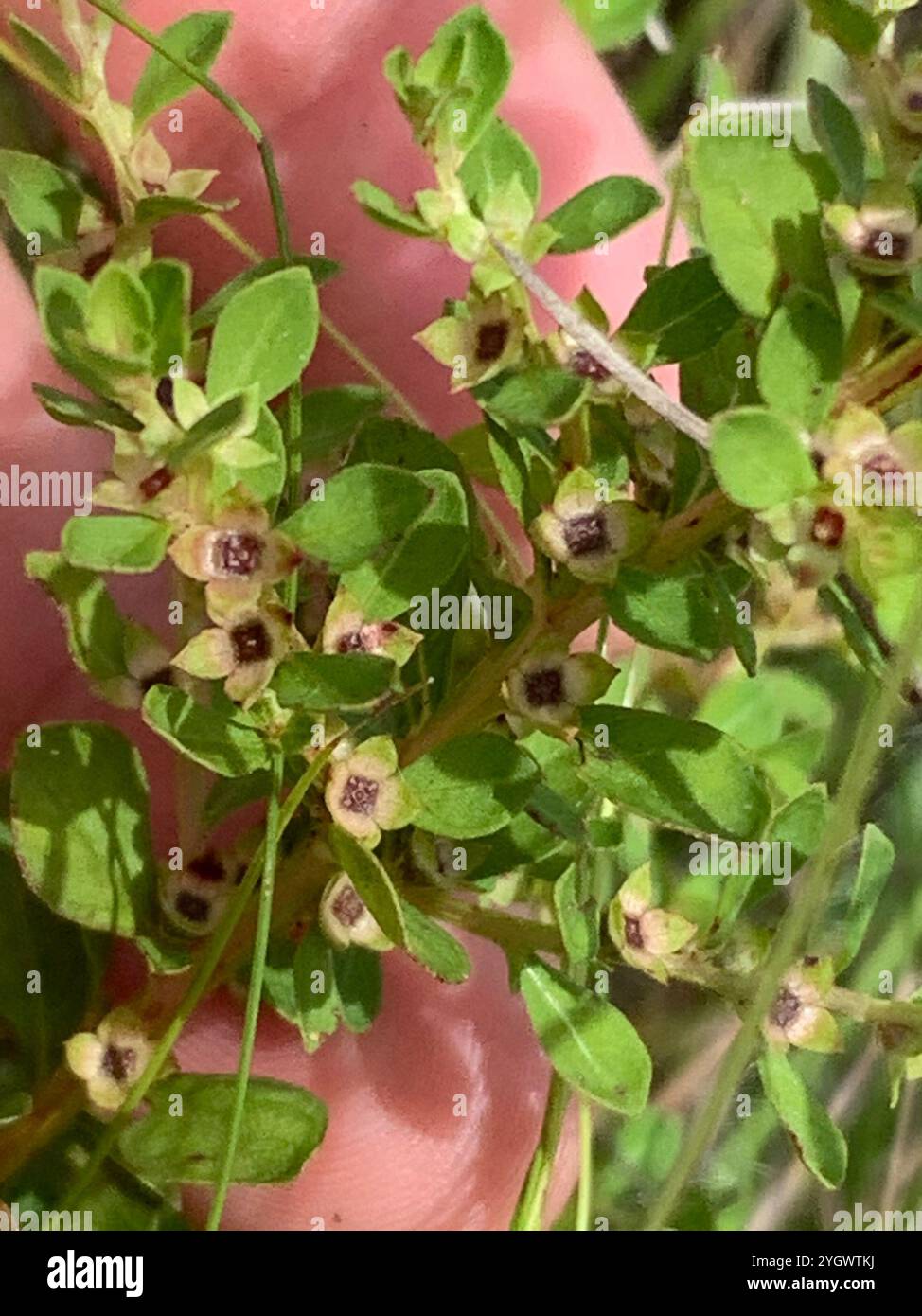 Smallfruit Primrose-Willow (Ludwigia microcarpa Stock Photo - Alamy