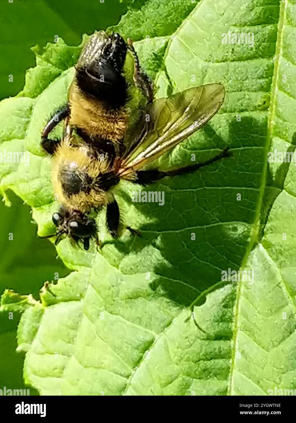 Eastern Yellow-backed Laphria (Laphria thoracica Stock Photo - Alamy