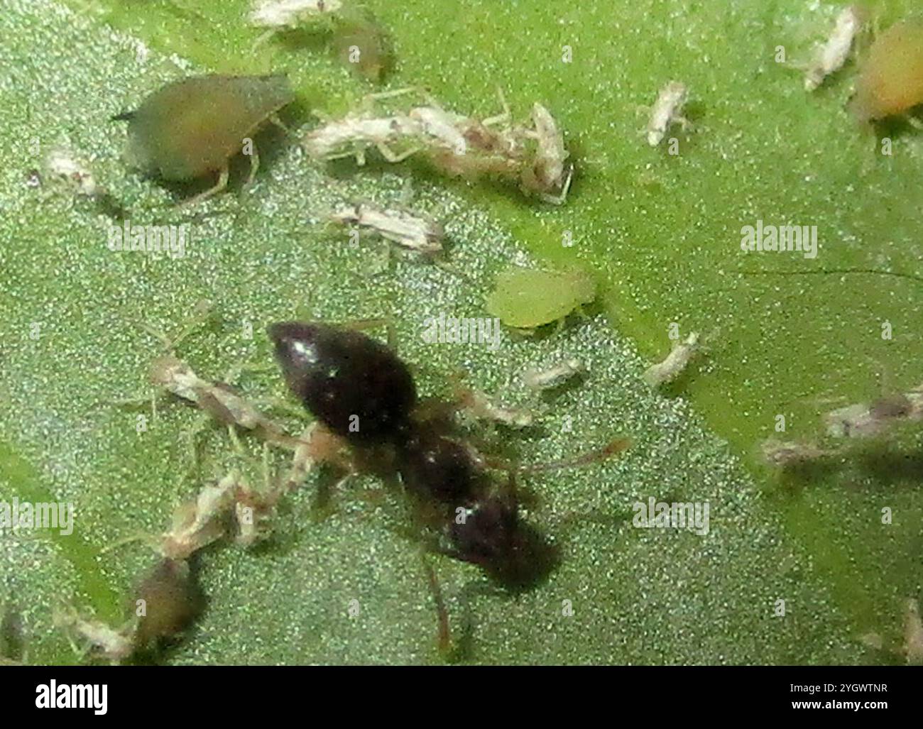 Pallid-footed Ant (Technomyrmex pallipes Stock Photo - Alamy