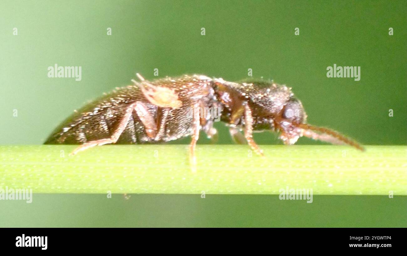 Click Beetles (Elateridae Stock Photo - Alamy