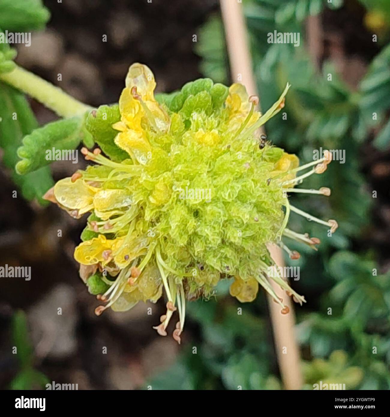 Gold germander (Teucrium aureum Stock Photo - Alamy