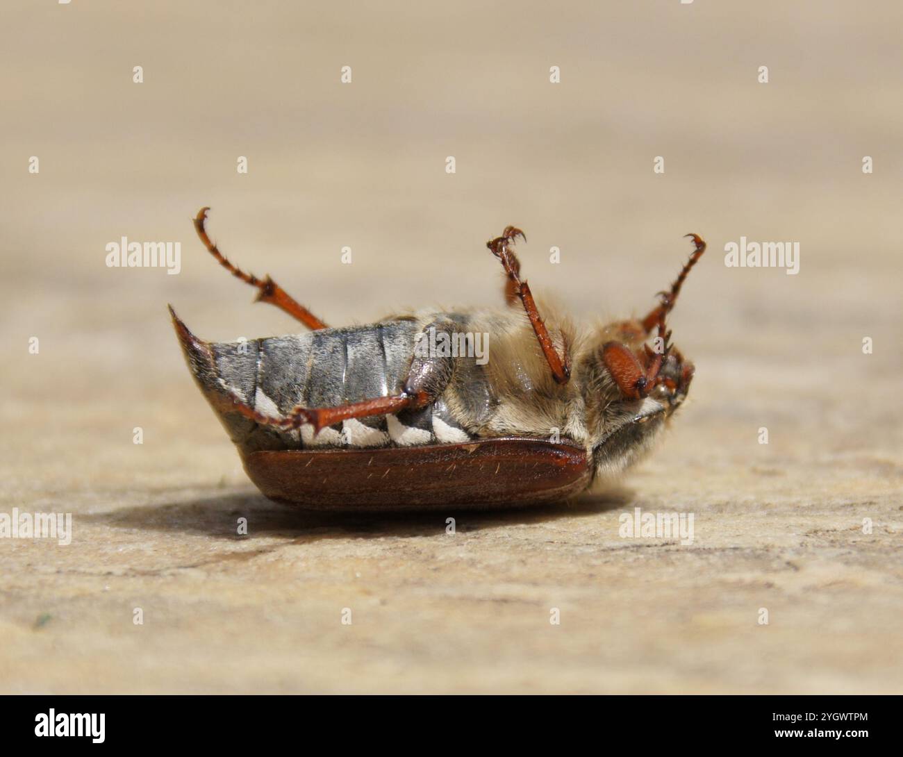 Common Cockchafer (Melolontha melolontha Stock Photo - Alamy