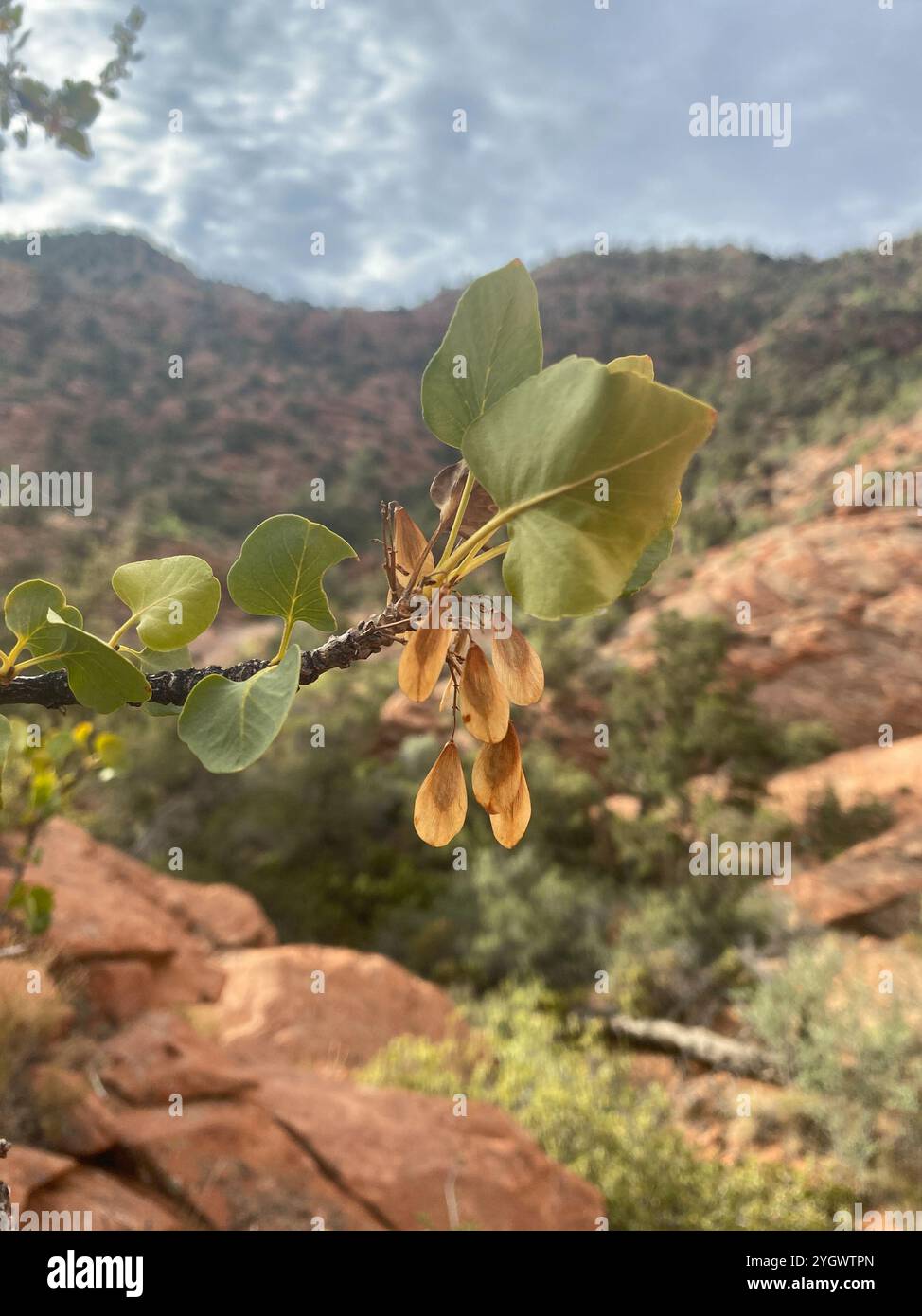 single-leaf ash (Fraxinus anomala Stock Photo - Alamy