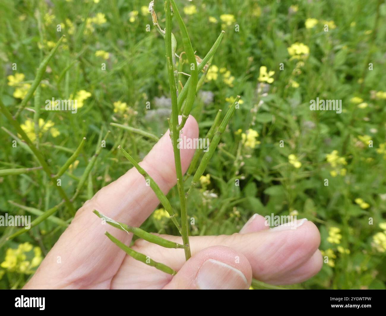 charlock (Mutarda arvensis Stock Photo - Alamy