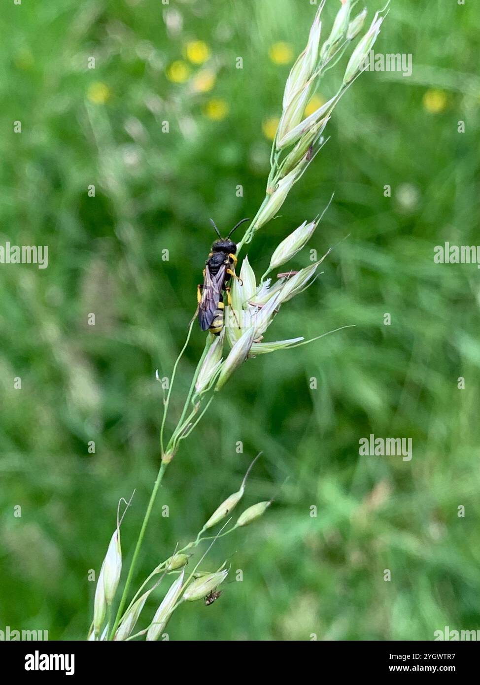 Ornate-tailed Digger Wasp (Cerceris rybyensis Stock Photo - Alamy
