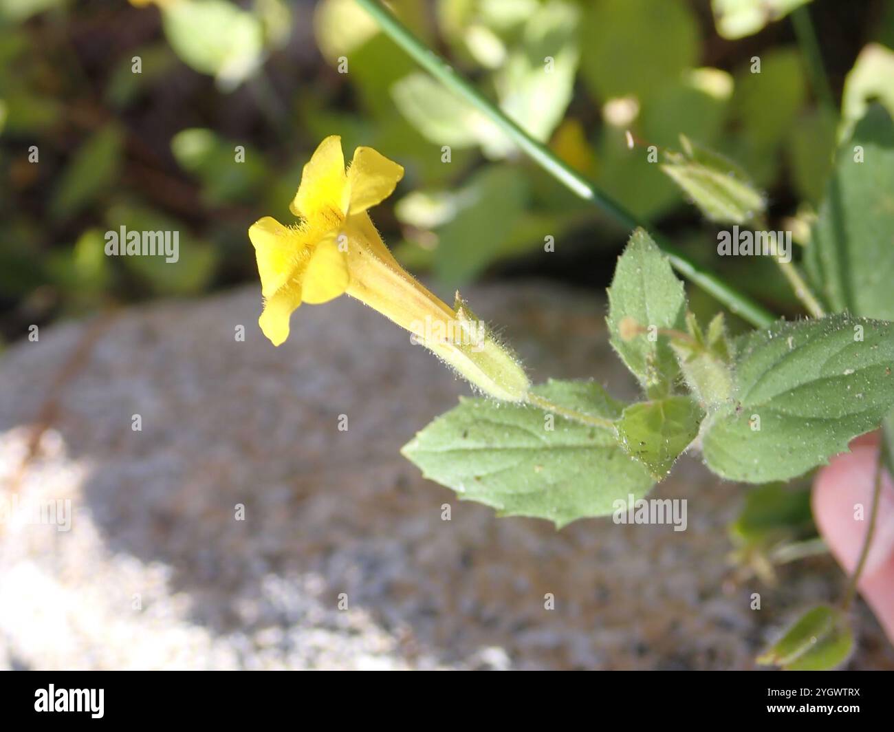 Erythranthe moschata hi-res stock photography and images - Alamy