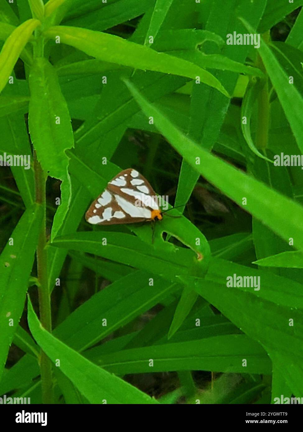 Reversed Haploa Moth (Haploa reversa Stock Photo - Alamy