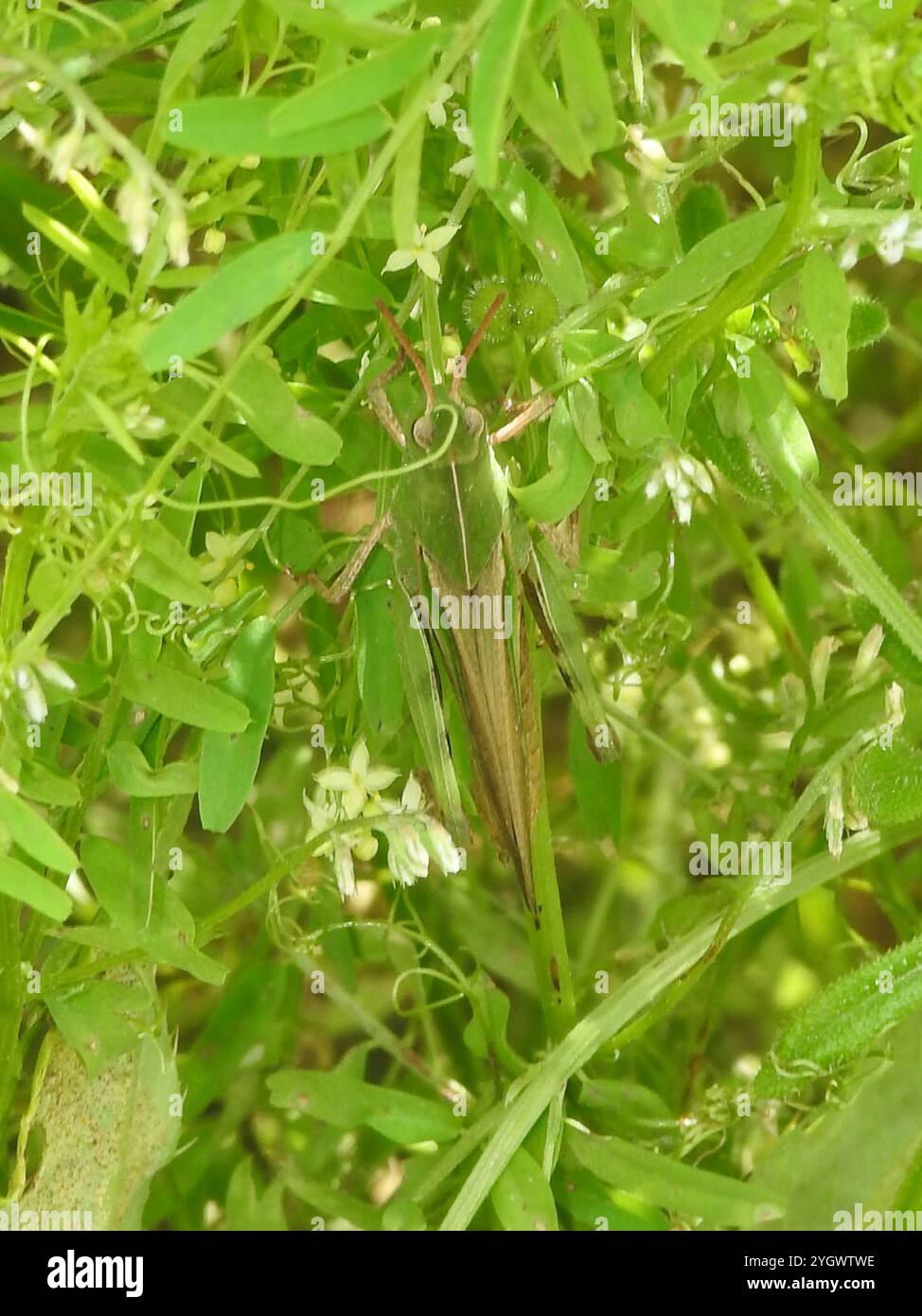Green-striped Grasshopper (Chortophaga viridifasciata Stock Photo - Alamy