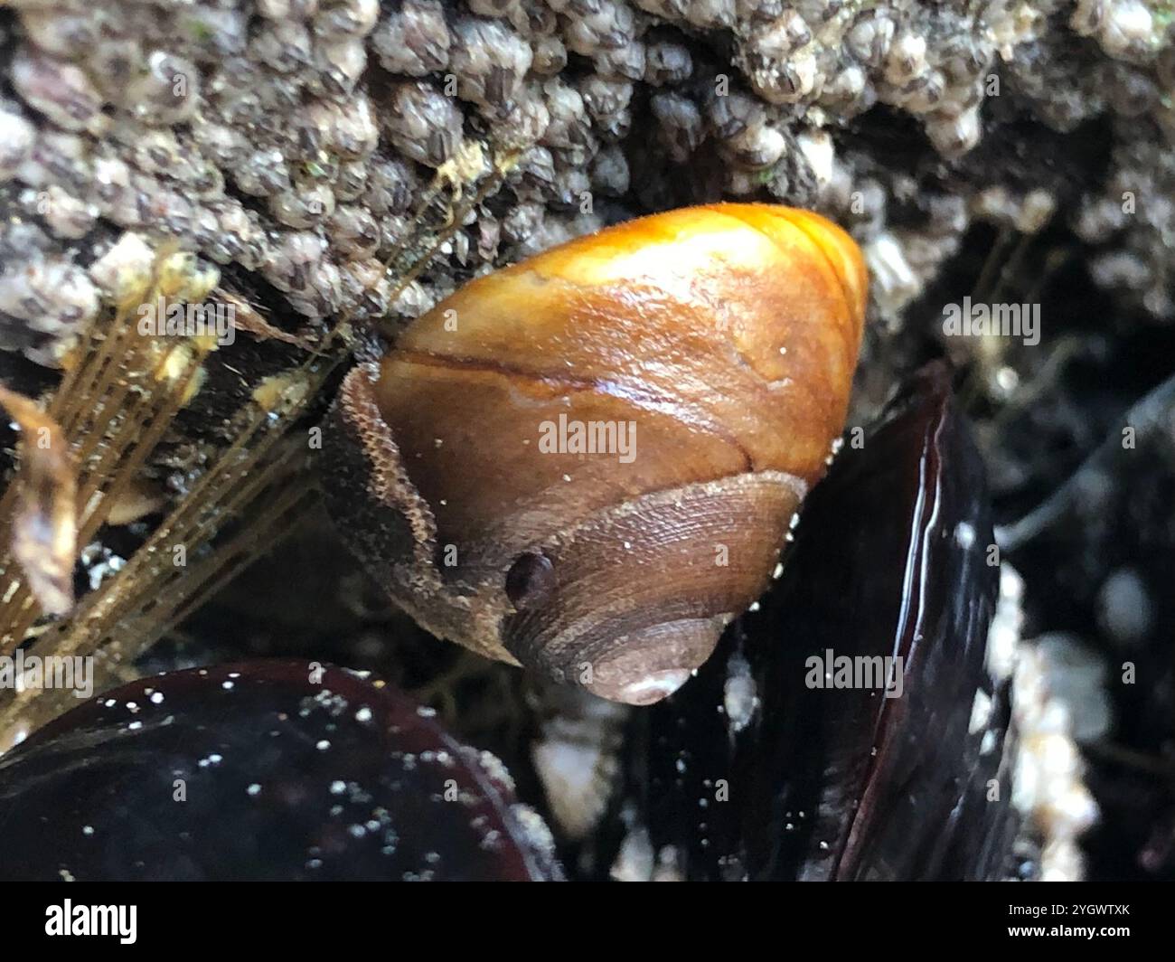 Brown Tegula (Tegula brunnea Stock Photo - Alamy