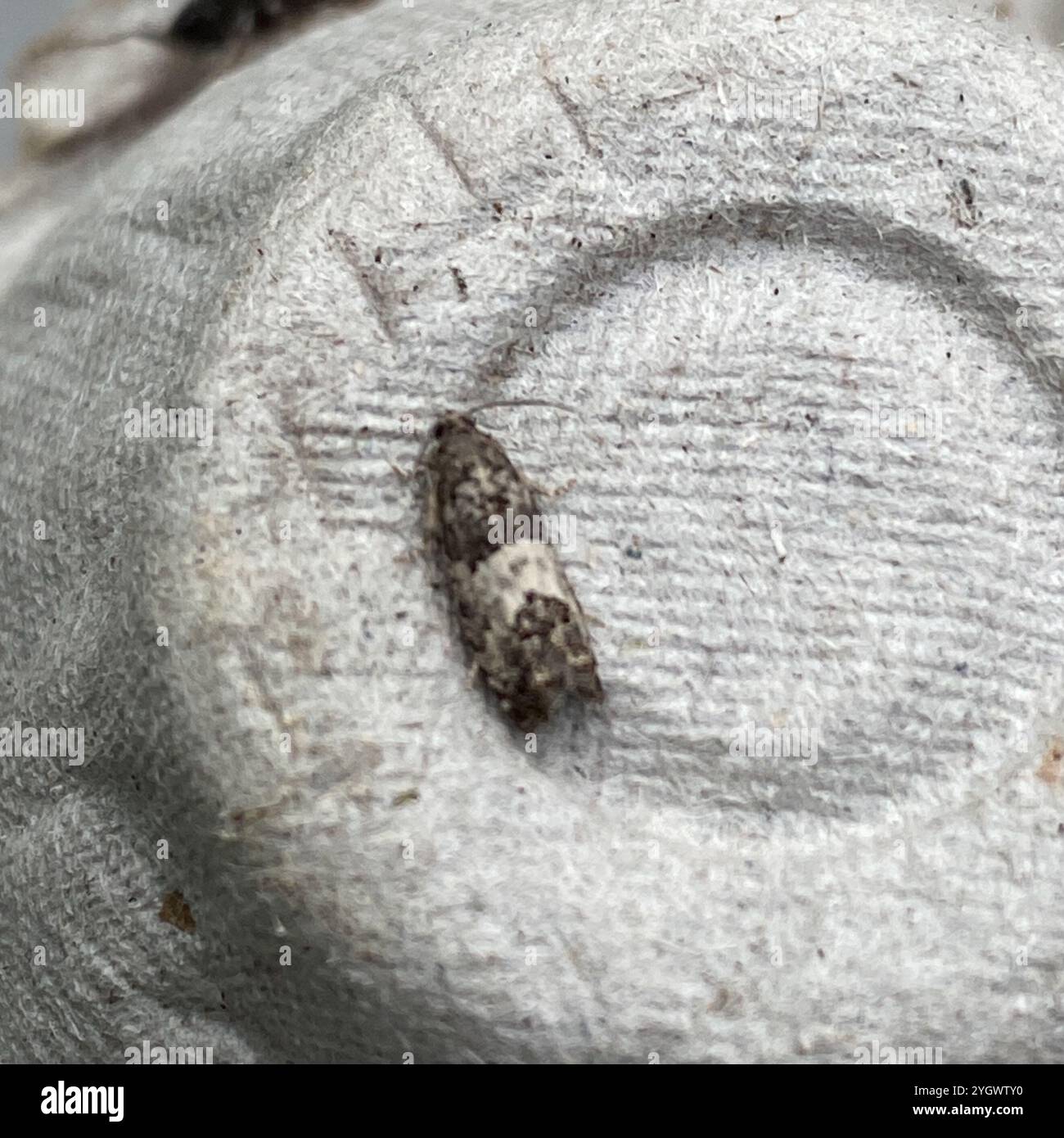 Spilonota hi-res stock photography and images - Alamy