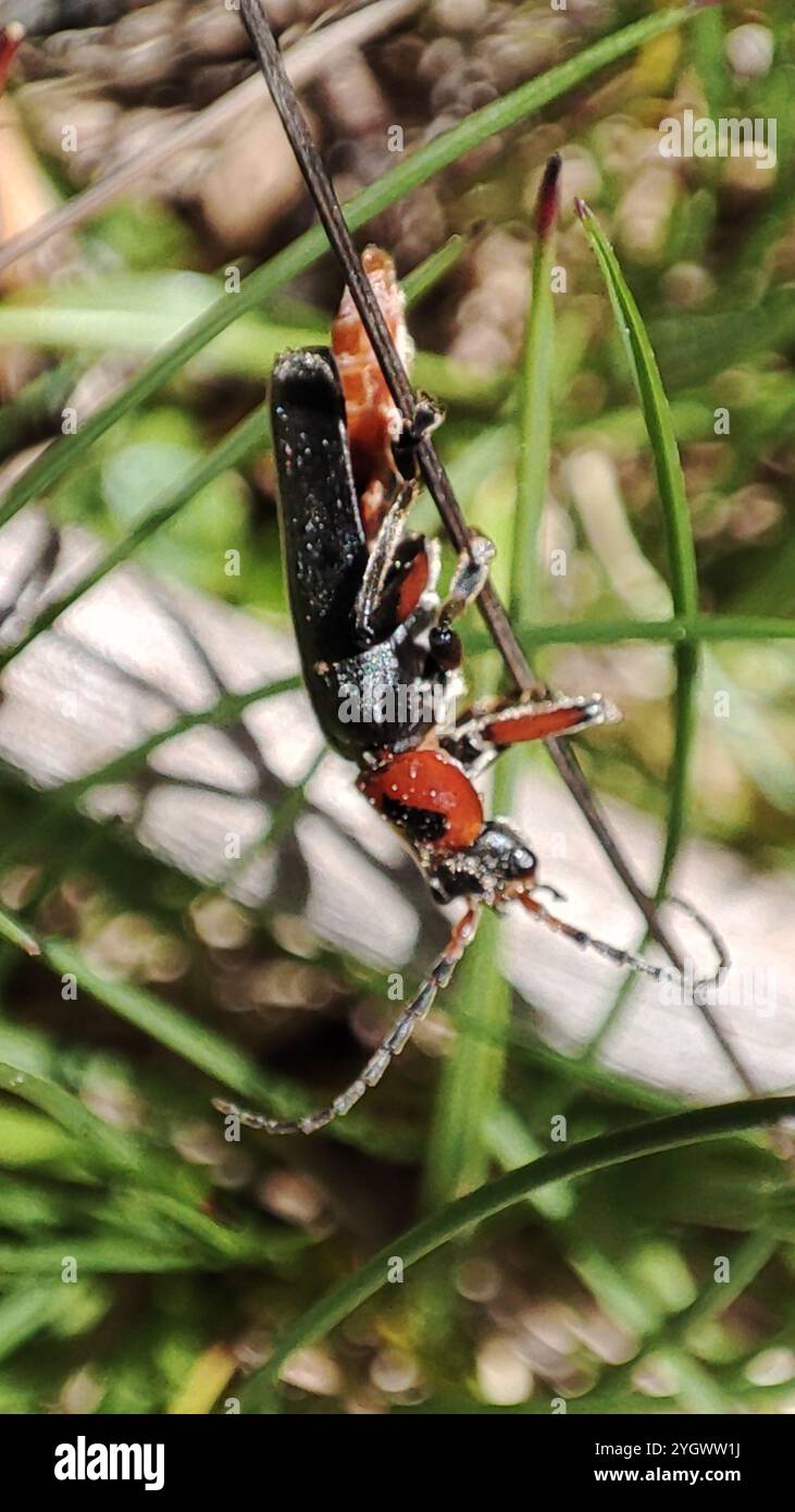 Rustic Sailor Beetle (Cantharis rustica Stock Photo - Alamy