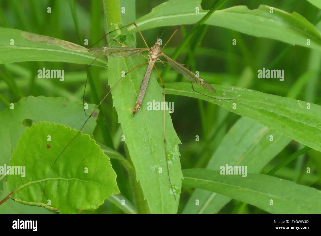 European Crane Fly (Tipula paludosa Stock Photo - Alamy