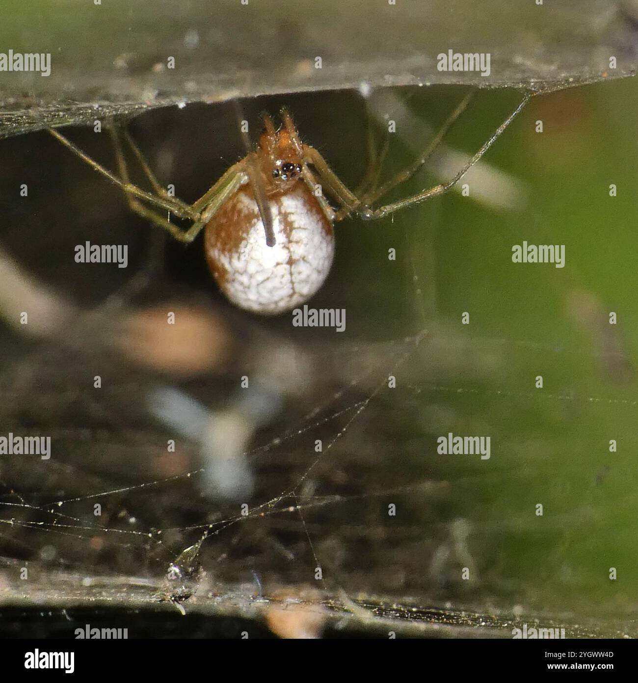 Sheetweb and Dwarf Weavers (Linyphiidae Stock Photo - Alamy