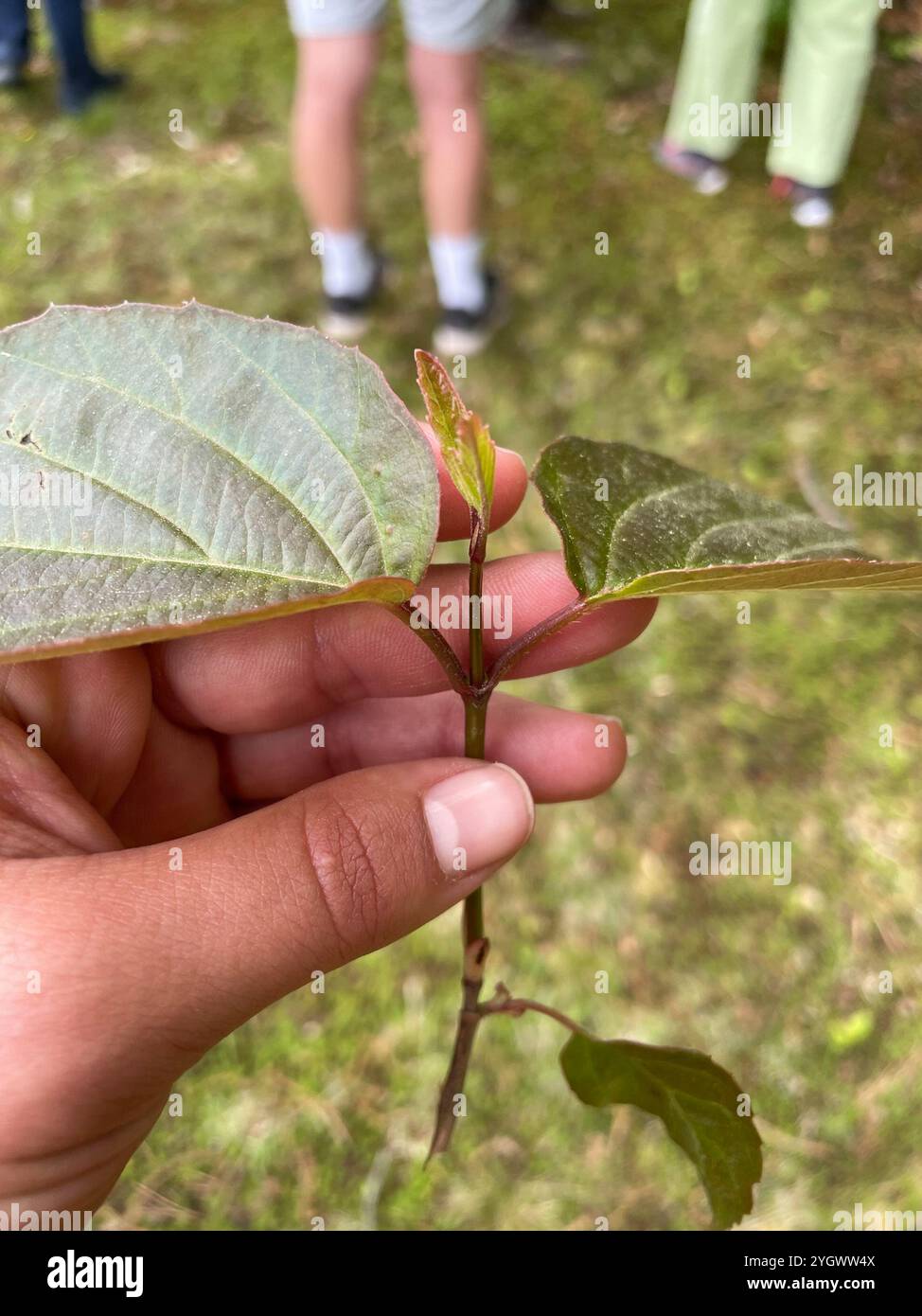 tea viburnum (Viburnum setigerum Stock Photo - Alamy