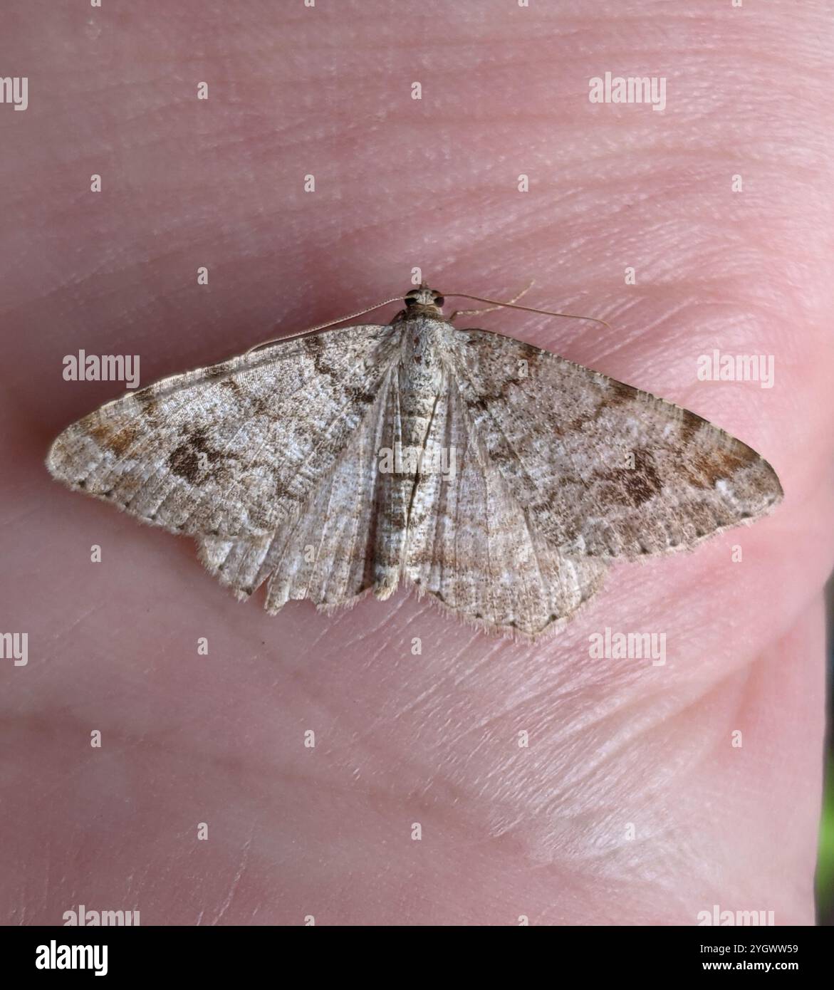 Pale-marked Angle (Macaria signaria Stock Photo - Alamy