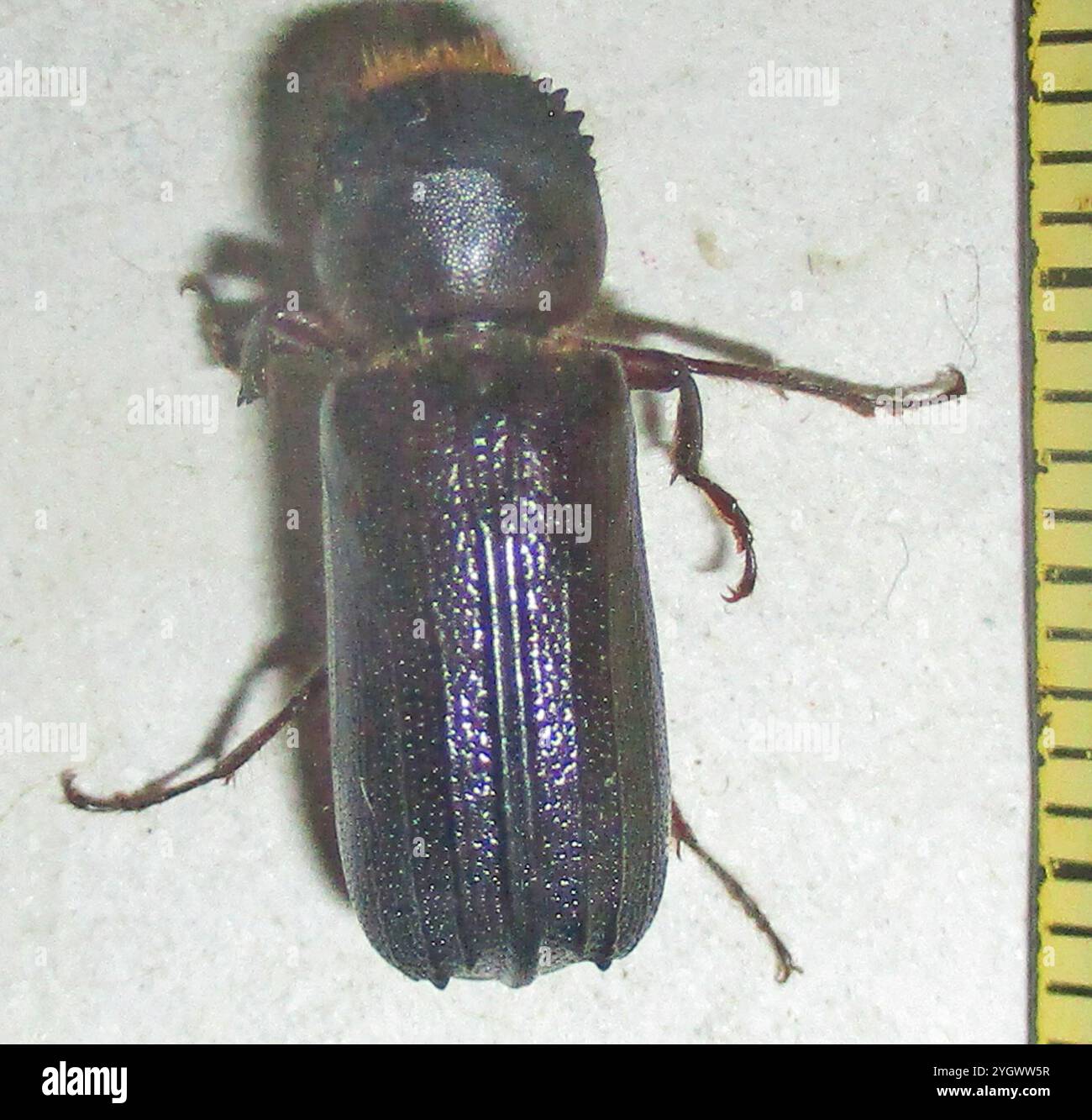 Auger Beetles (Bostrichidae Stock Photo - Alamy