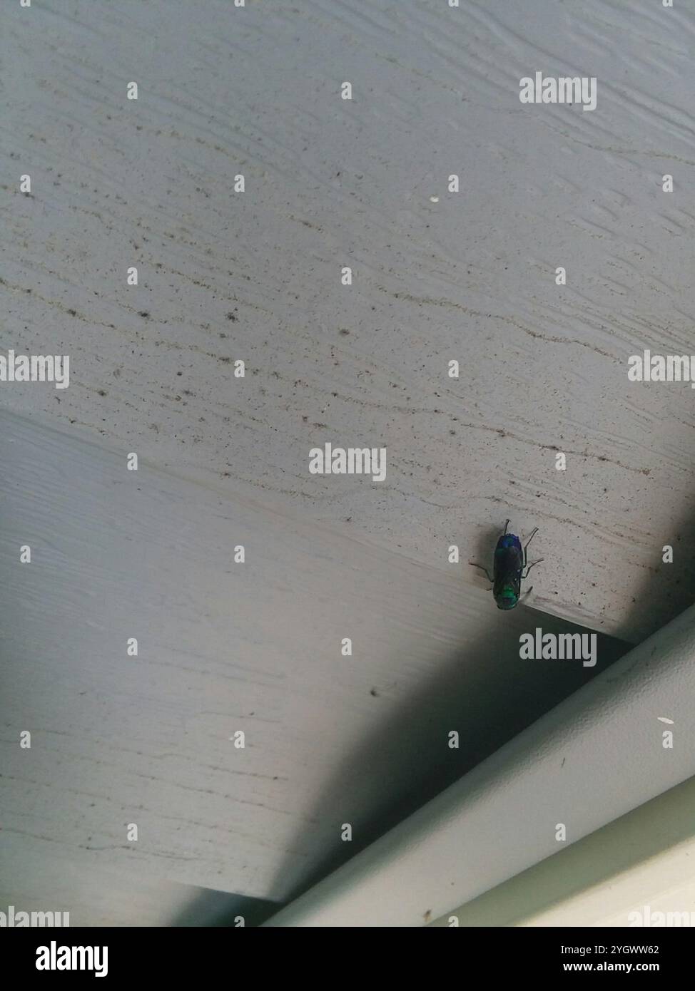 Metallic Bluish-green Cuckoo Wasp (Chrysis angolensis Stock Photo - Alamy