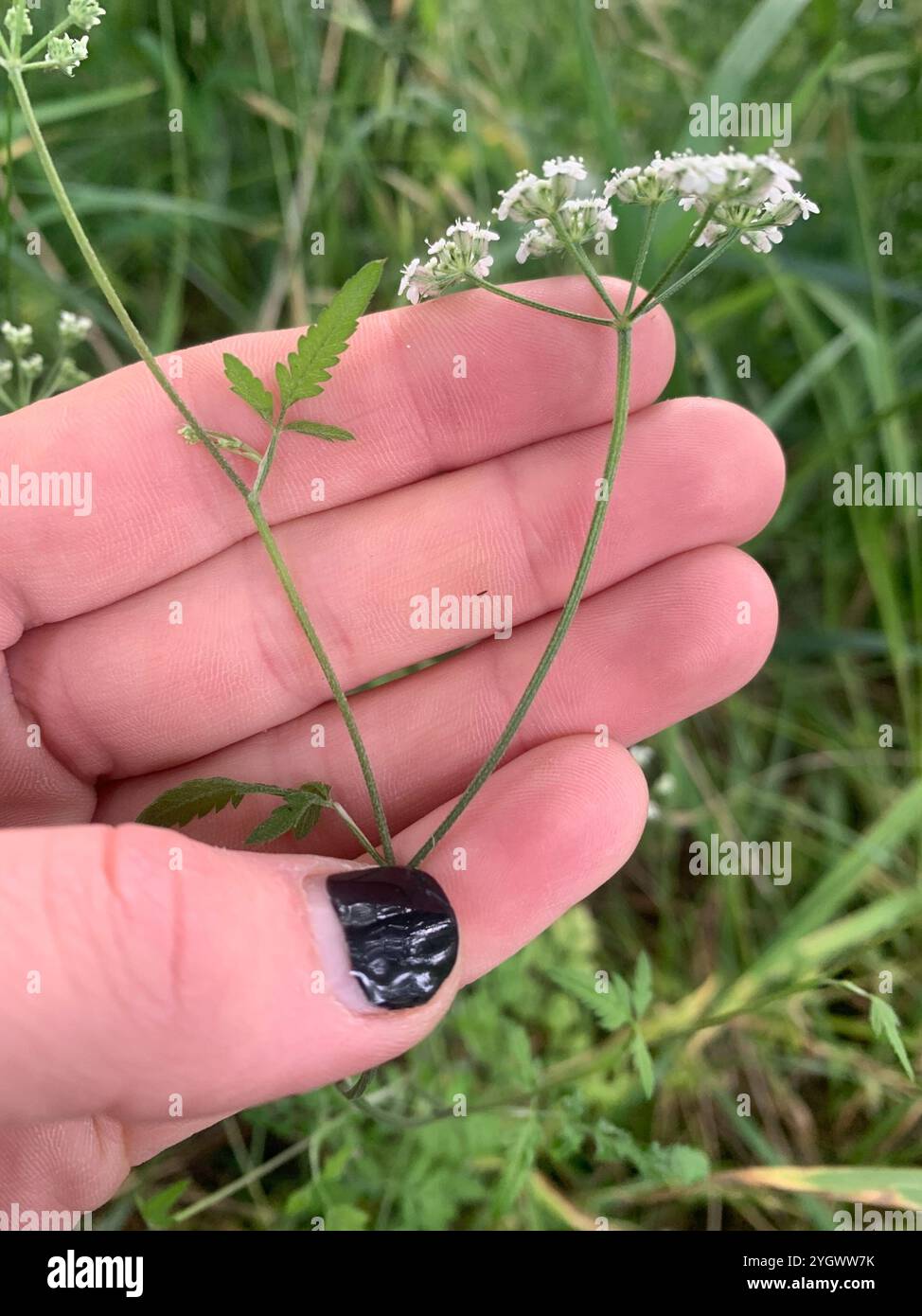 common hedge parsley (Torilis arvensis Stock Photo - Alamy