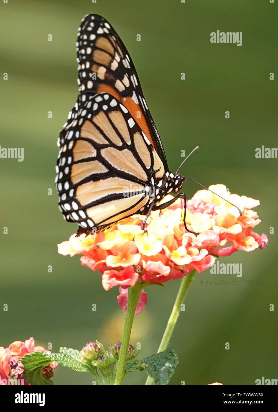 Monarch (Danaus plexippus Stock Photo - Alamy
