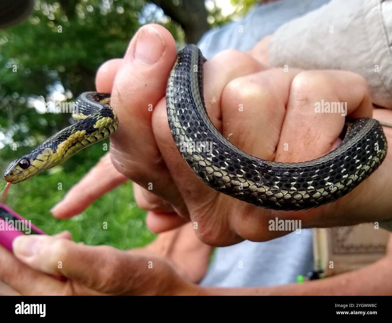 Chicago Garter Snake (Thamnophis sirtalis semifasciatus Stock Photo - Alamy