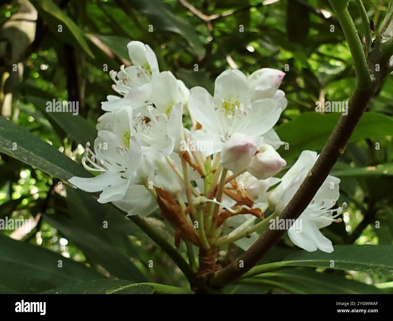 great rhododendron (Rhododendron maximum Stock Photo - Alamy