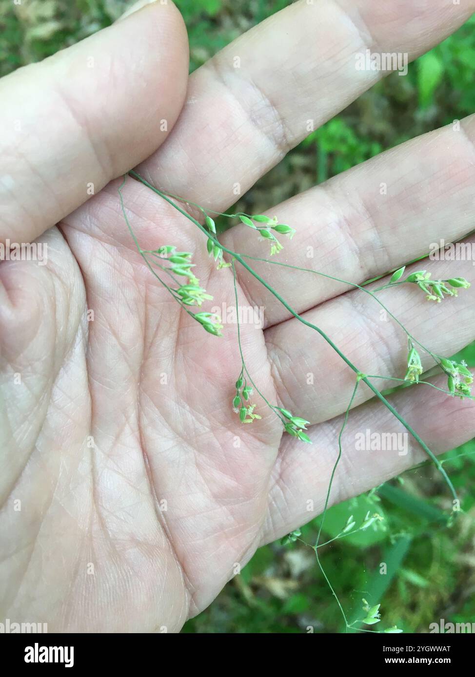 Wood Millet (Milium effusum Stock Photo - Alamy
