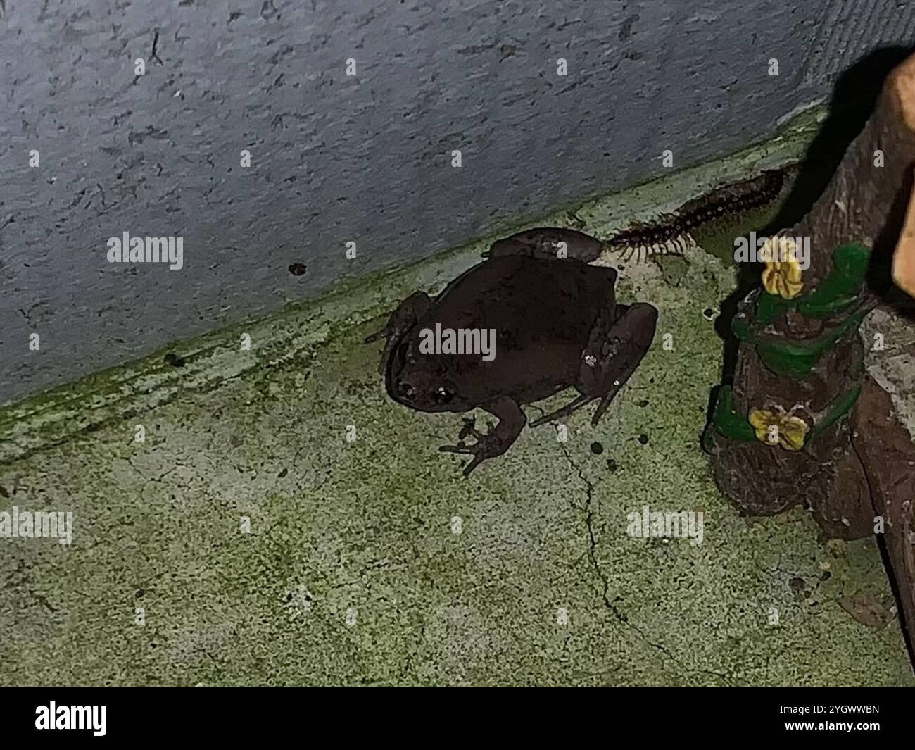 Eastern Narrow-mouthed Toad (Gastrophryne carolinensis Stock Photo - Alamy