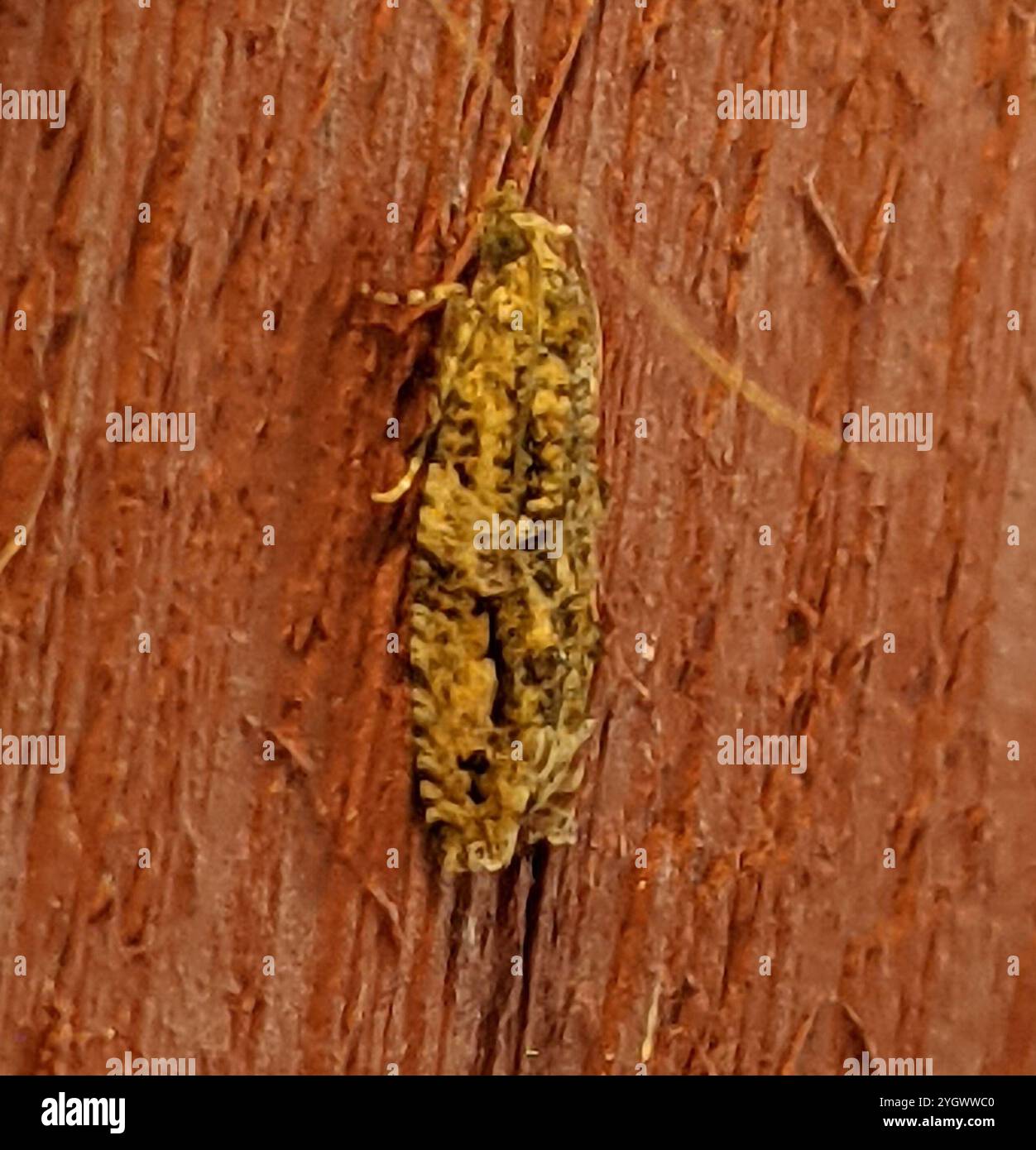 Maple Twig Borer Moth (Proteoteras aesculana Stock Photo - Alamy
