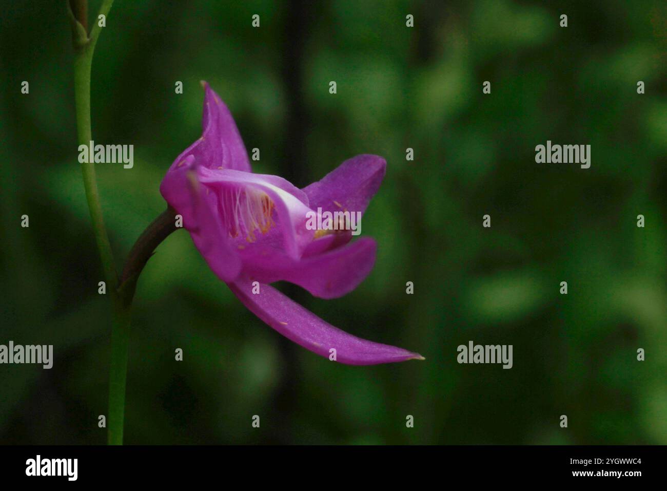 common tuberous grasspink (Calopogon tuberosus tuberosus Stock Photo ...