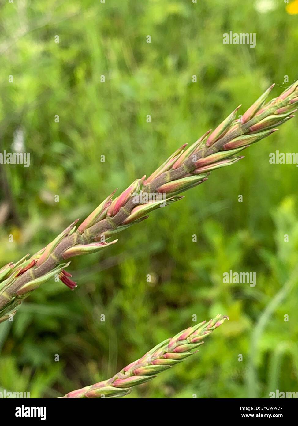 eastern gamagrass (Tripsacum dactyloides Stock Photo - Alamy