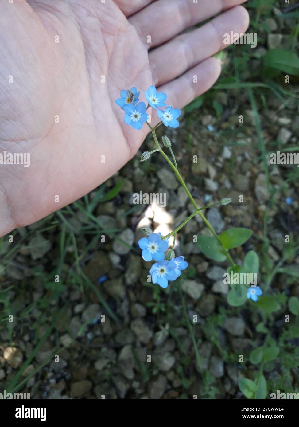 Wood Forget-me-not (Myosotis sylvatica Stock Photo - Alamy