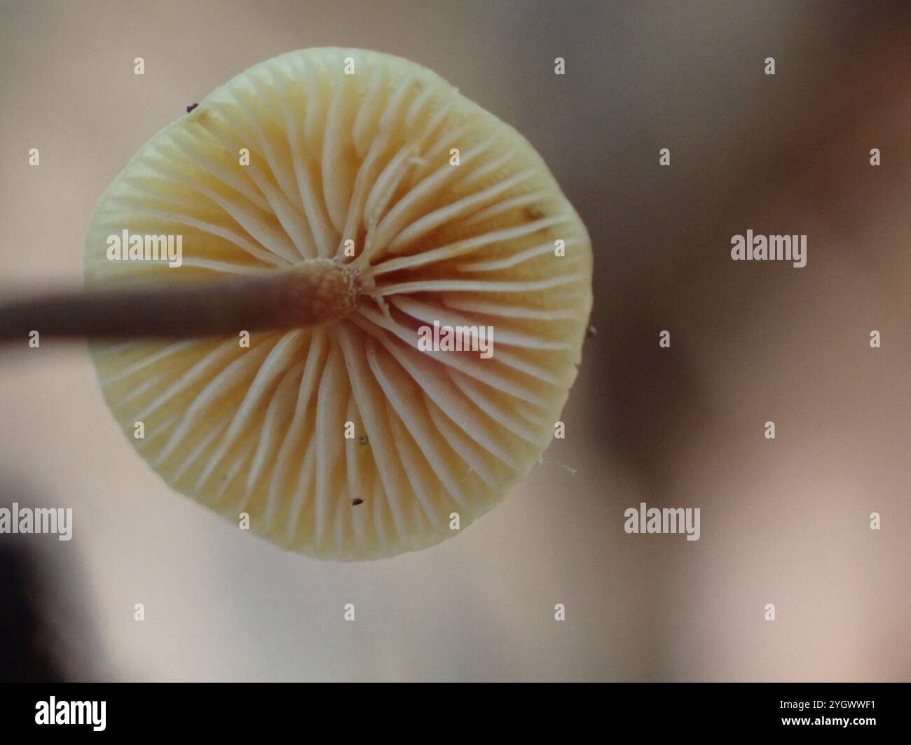 Fulvipes hi-res stock photography and images - Alamy