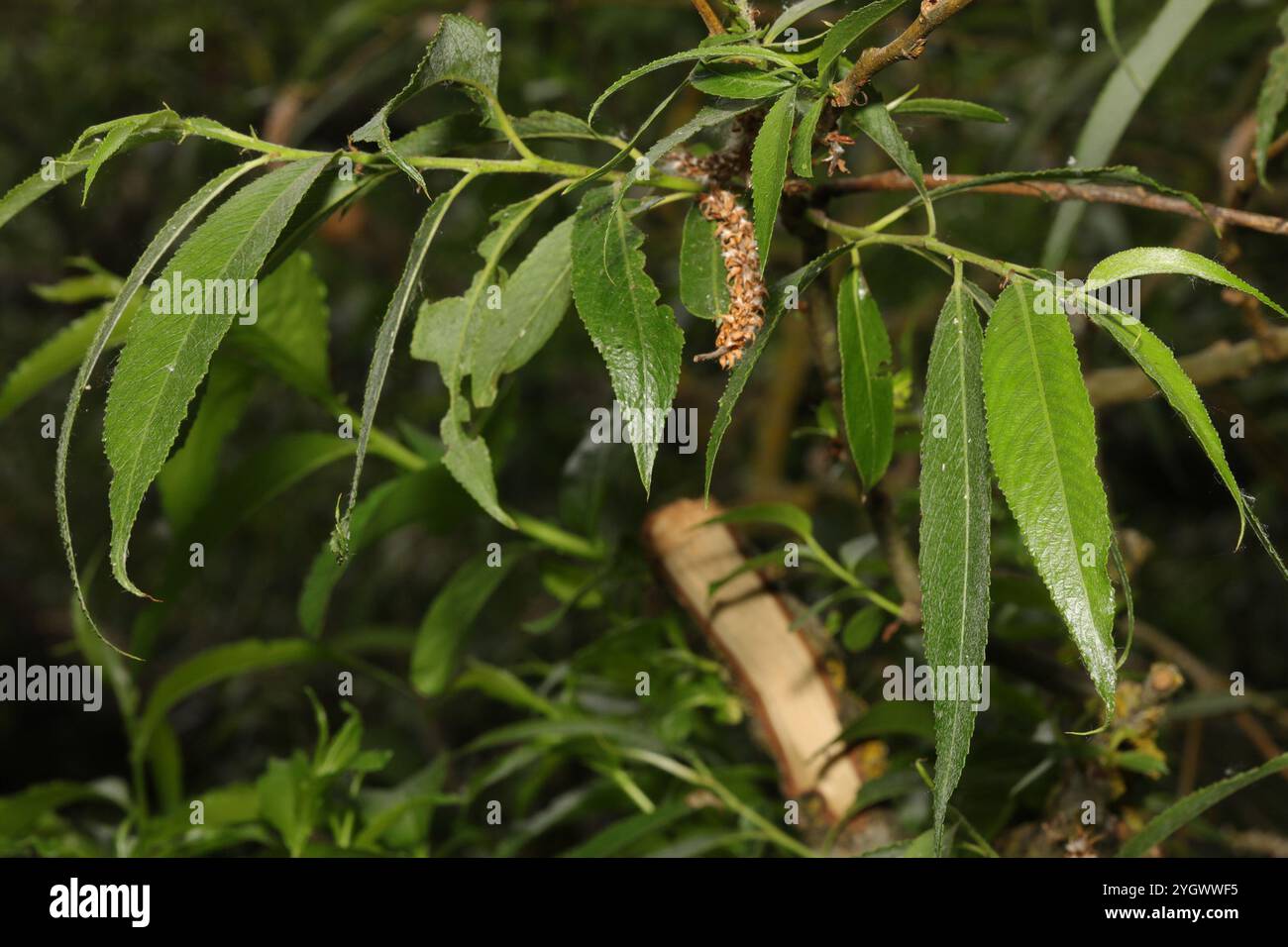 hybrid crack willow (Salix × fragilis Stock Photo - Alamy