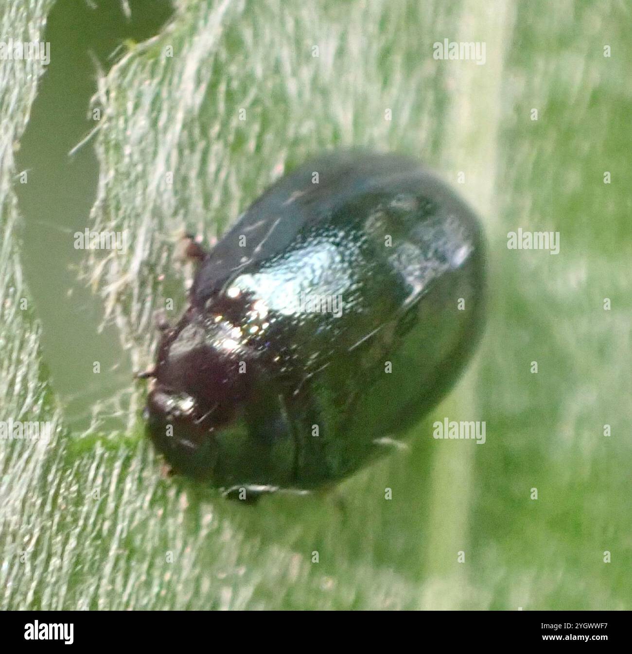 Willow Leaf Beetle (Plagiodera versicolora Stock Photo - Alamy