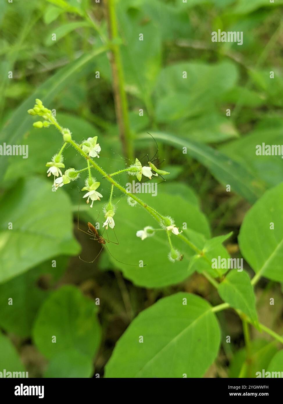 broadleaf enchanter's nightshade (Circaea canadensis Stock Photo - Alamy