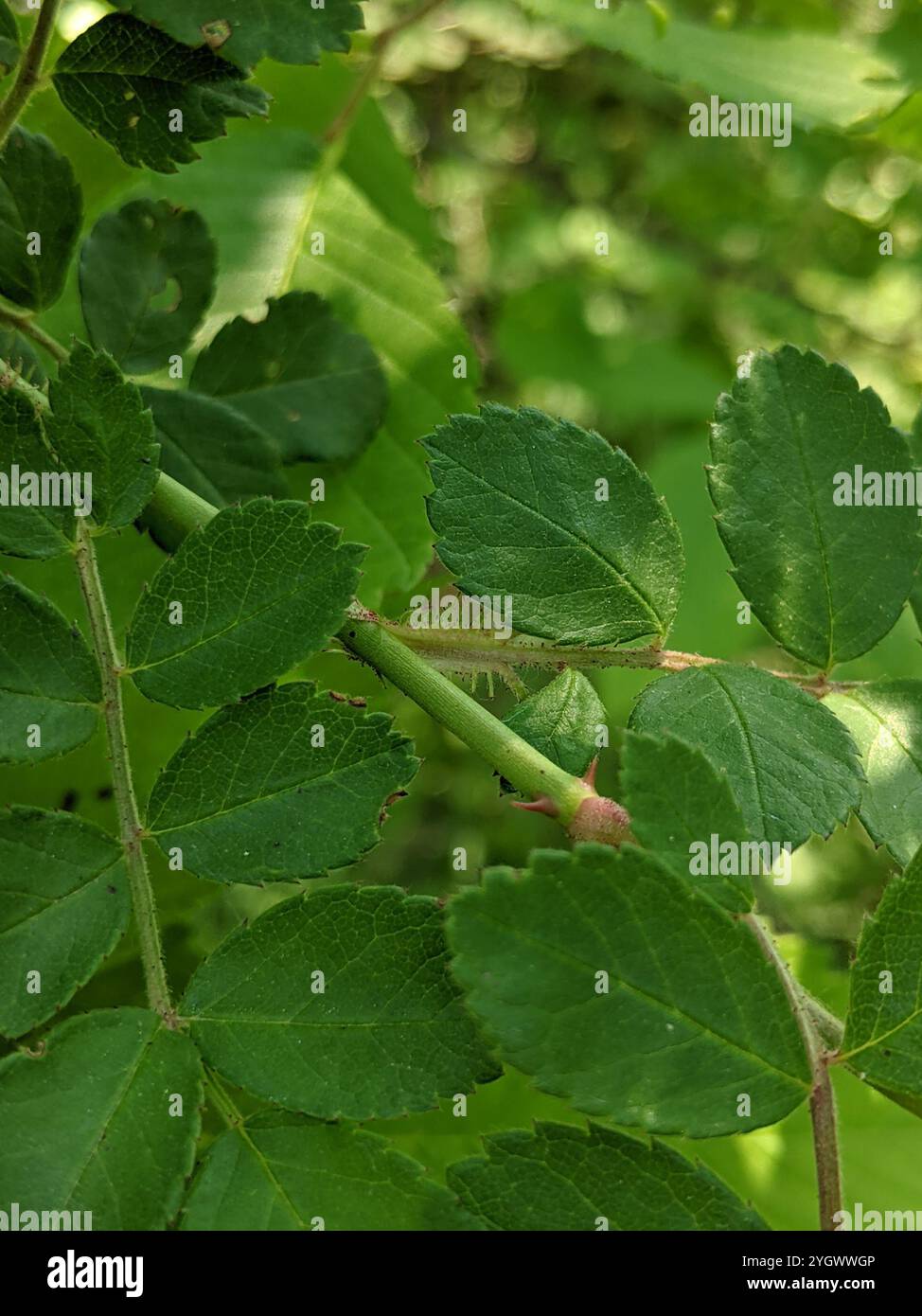 multiflora rose (Rosa multiflora Stock Photo - Alamy