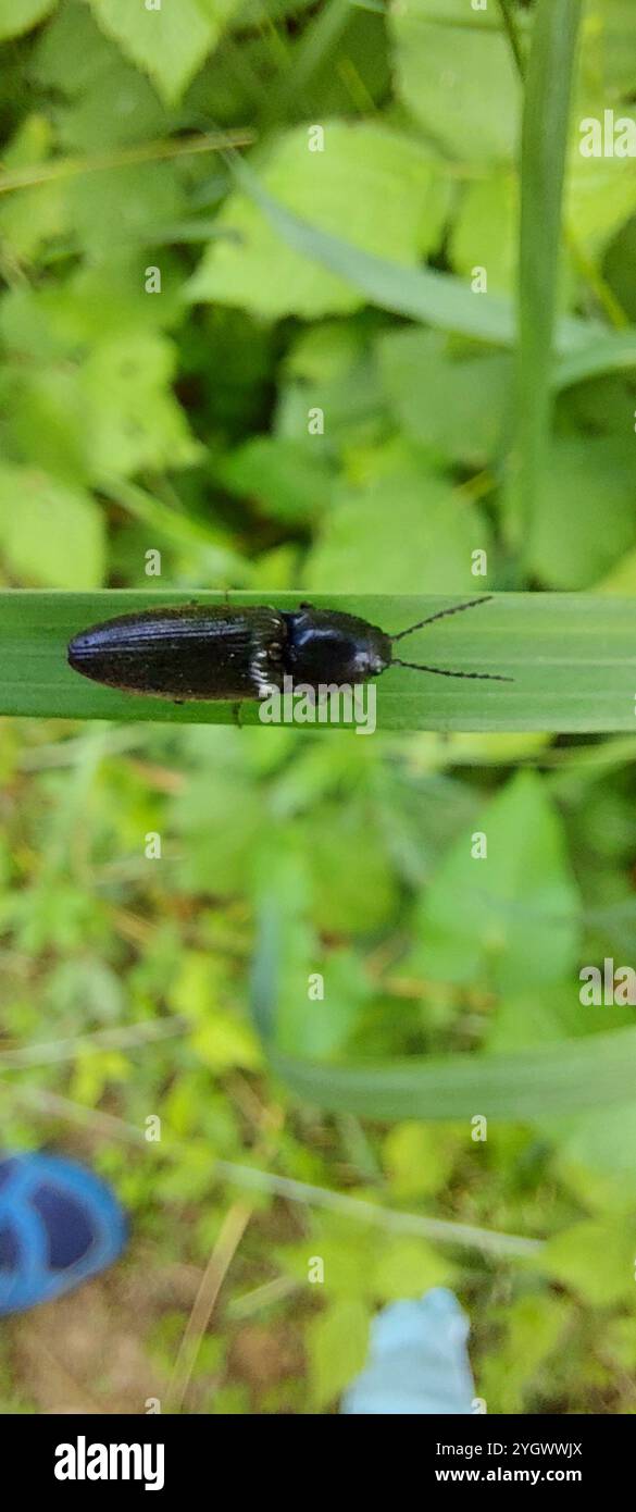 Click Beetles (Elateridae Stock Photo - Alamy