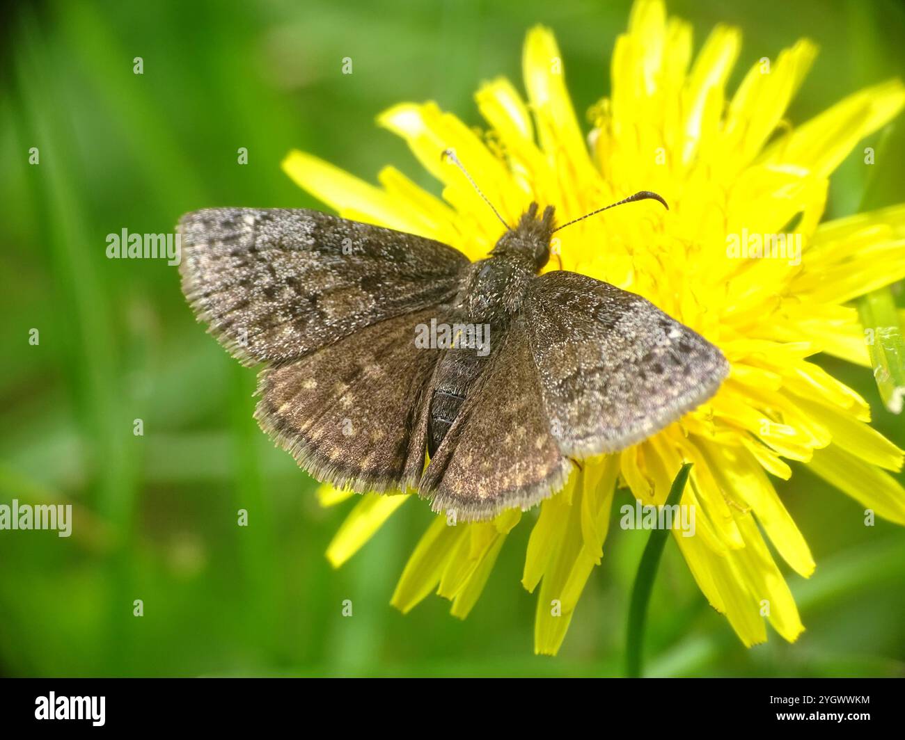 Erynnis icelus hi-res stock photography and images - Alamy
