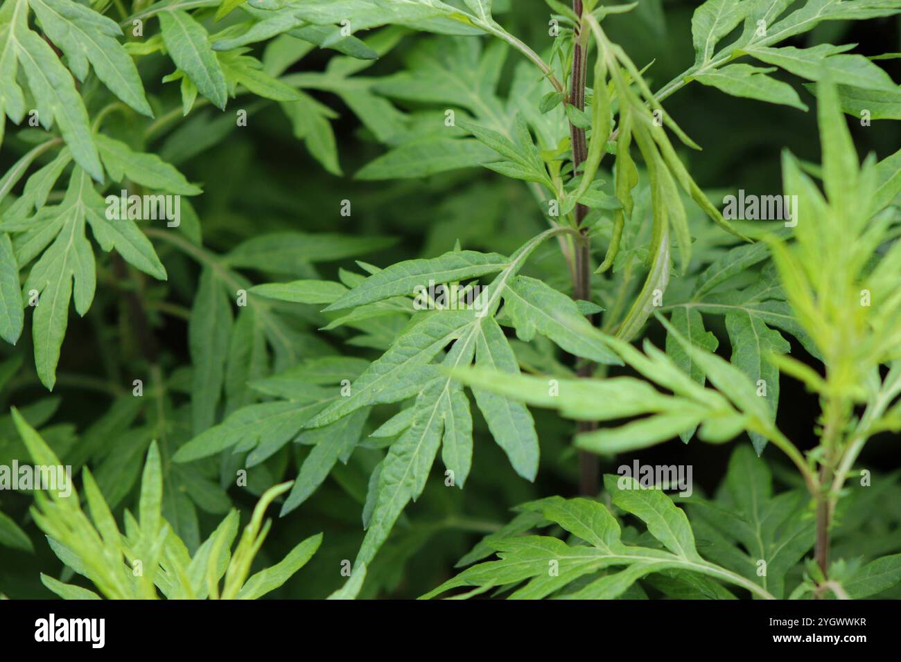 common ragweed (Ambrosia artemisiifolia Stock Photo - Alamy