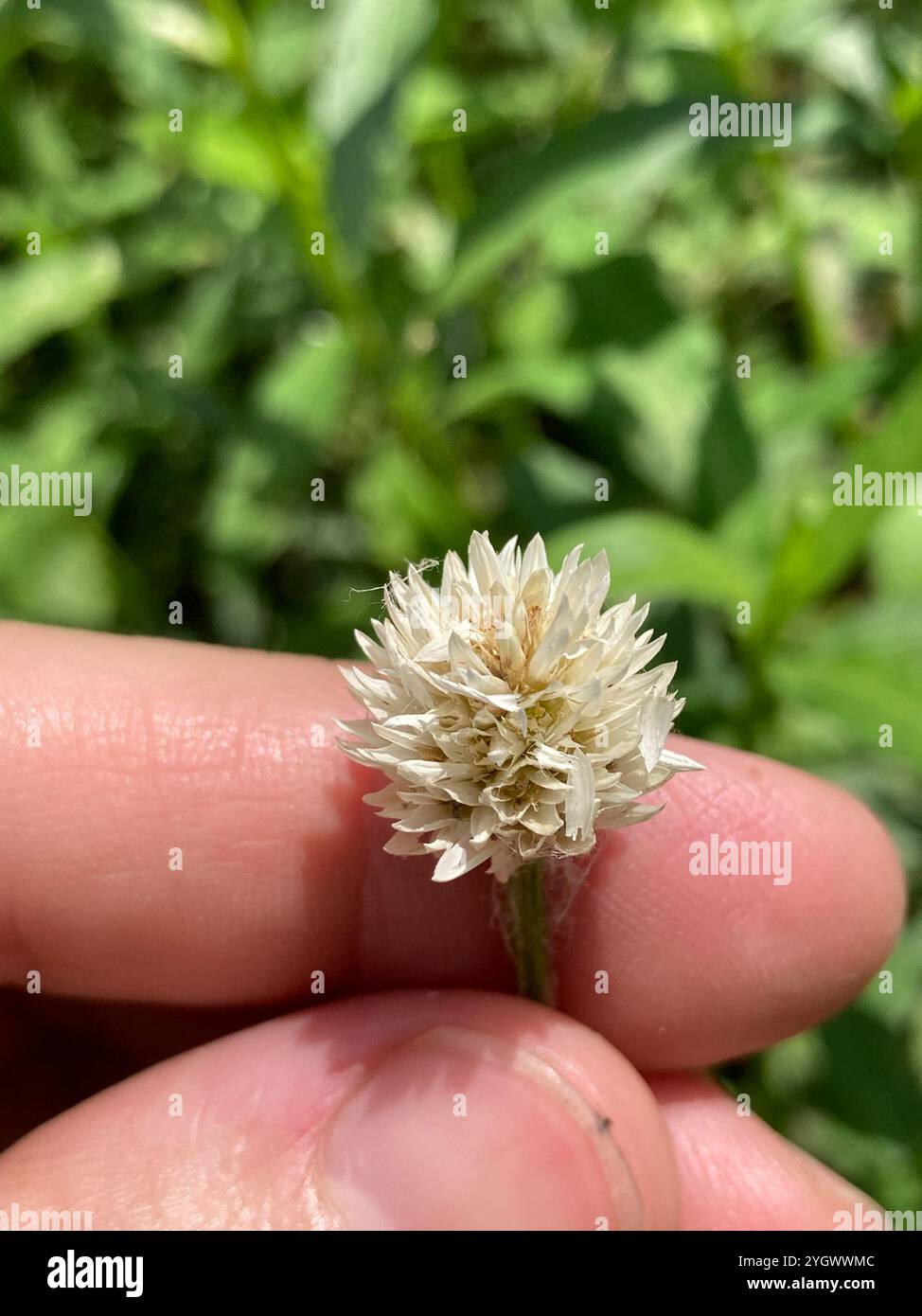 Alligatorweed (Alternanthera philoxeroides Stock Photo - Alamy