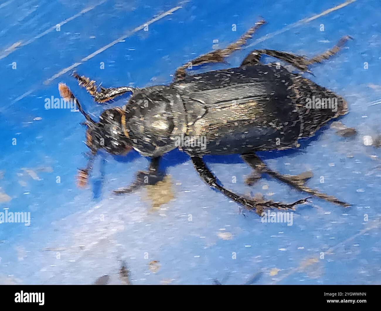 Nicrophorus humator hi-res stock photography and images - Alamy