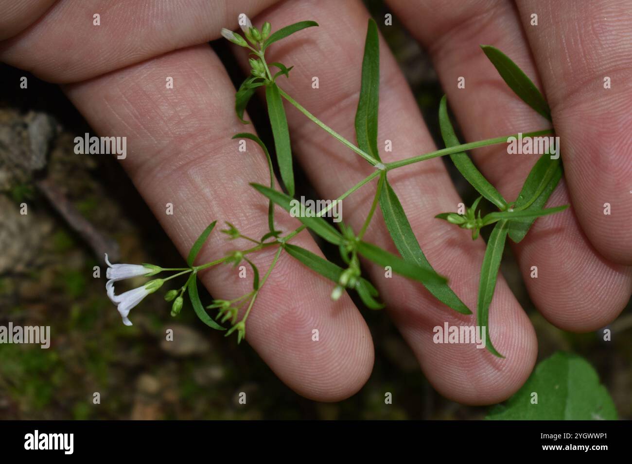 Long leaved houstonia hi-res stock photography and images - Alamy