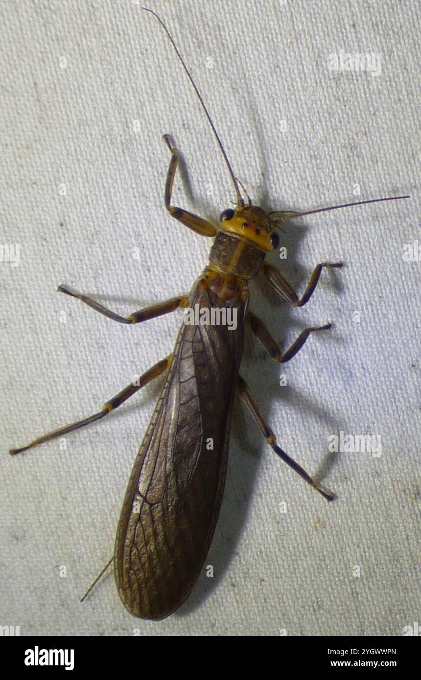 Common Stoneflies (Perlidae Stock Photo - Alamy