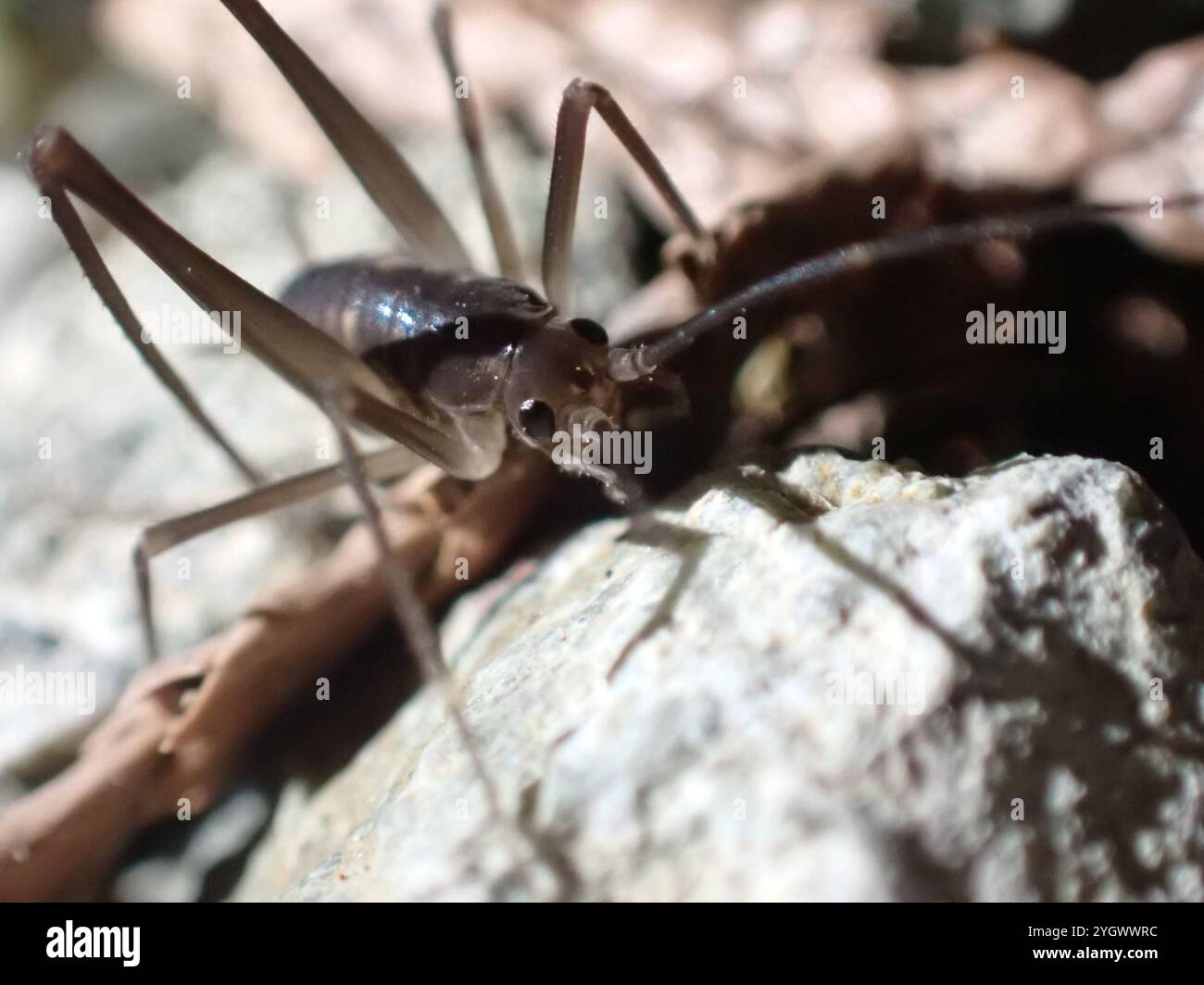 Square-legged Camel Cricket (Tropidischia xanthostoma Stock Photo - Alamy