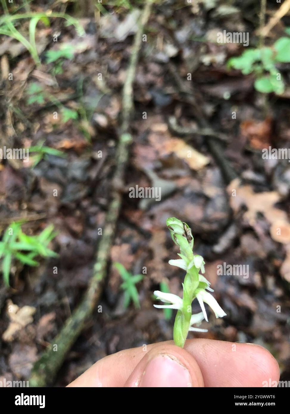Spring Ladies' Tresses (Spiranthes vernalis Stock Photo - Alamy