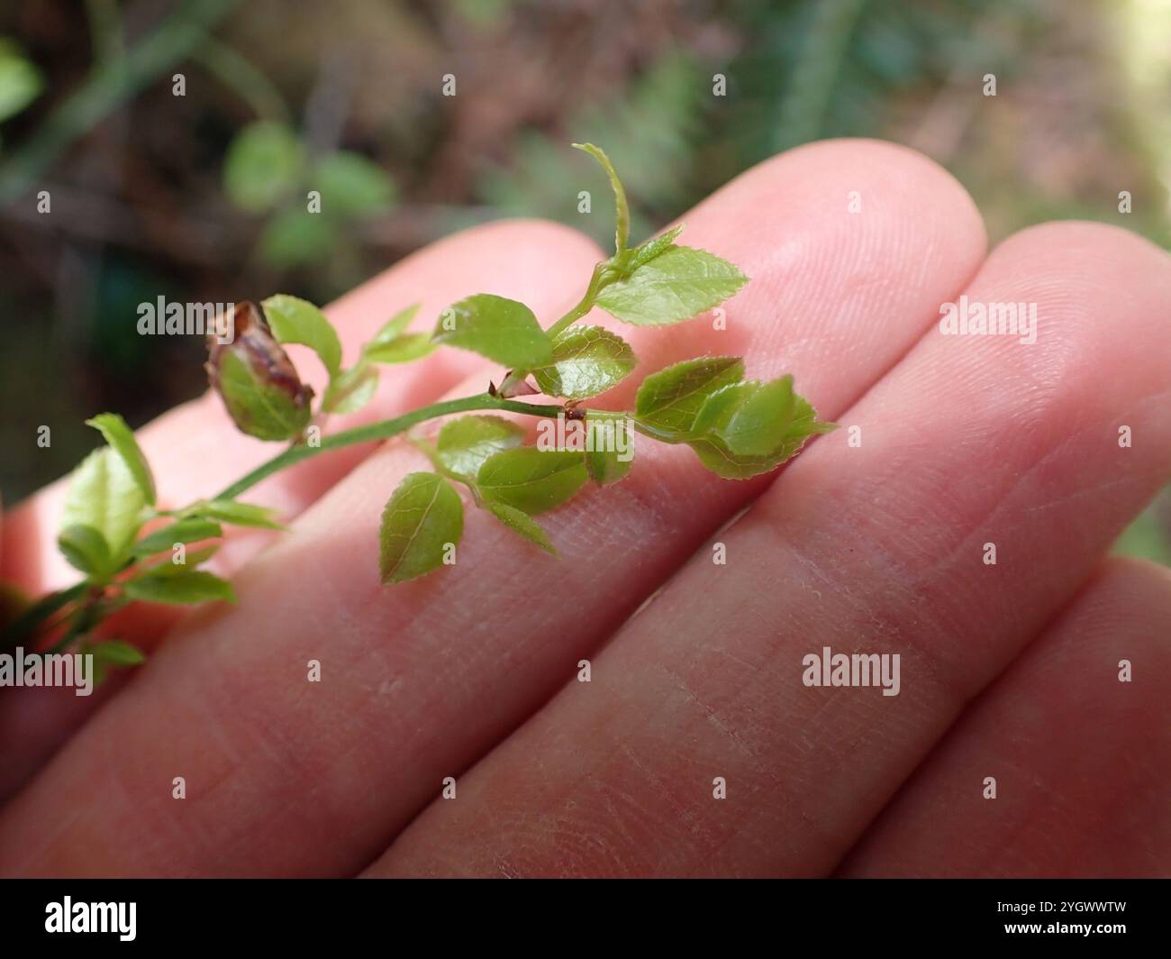Vaccinium parvifolium hi-res stock photography and images - Alamy