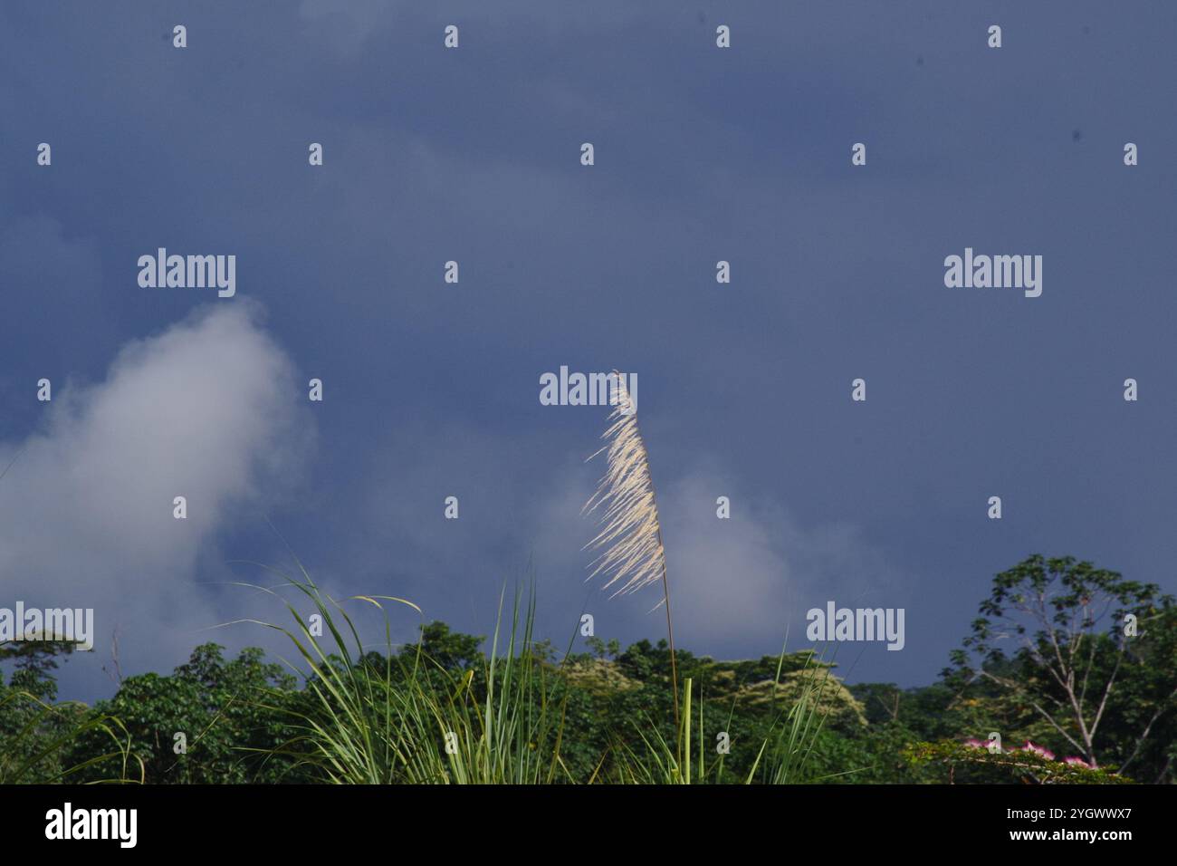Gynerium sagittatum hi-res stock photography and images - Alamy