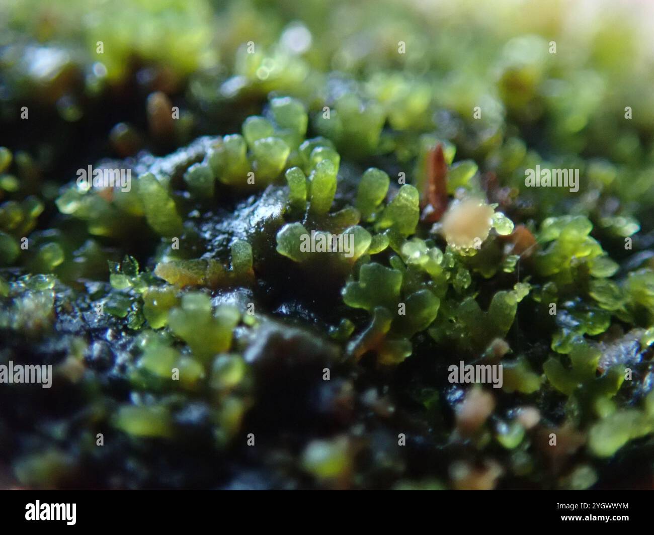 Riccardia latifrons hi-res stock photography and images - Alamy