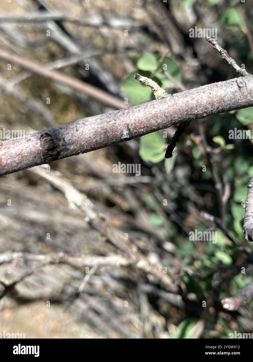 Utah Serviceberry (Amelanchier utahensis Stock Photo - Alamy