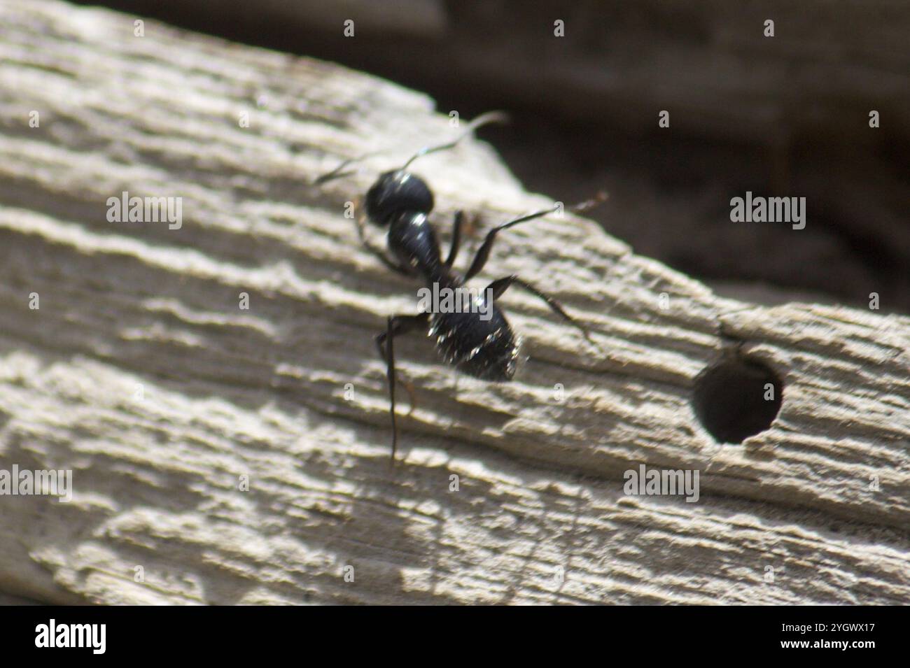 Smooth carpenter ant hi-res stock photography and images - Alamy